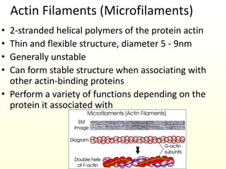 The cytoskeletal system, cell cycle and dna(project) | PPT