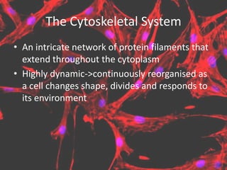 The cytoskeletal system, cell cycle and dna(project) | PPT
