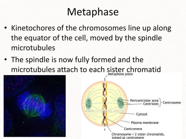 The cytoskeletal system, cell cycle and dna(project) | PPTX | Genetics ...