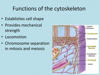 The cytoskeletal system, cell cycle and dna(project) | PPT