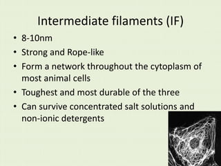 The cytoskeletal system, cell cycle and dna(project) | PPT