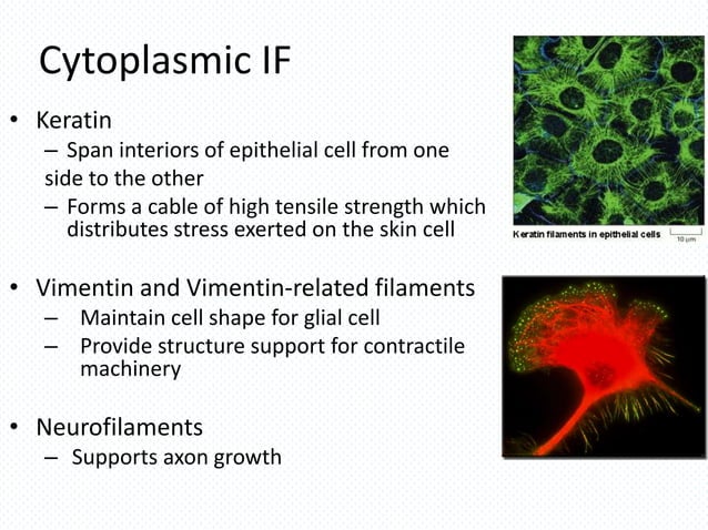 The cytoskeletal system, cell cycle and dna(project) | PPTX | Genetics ...
