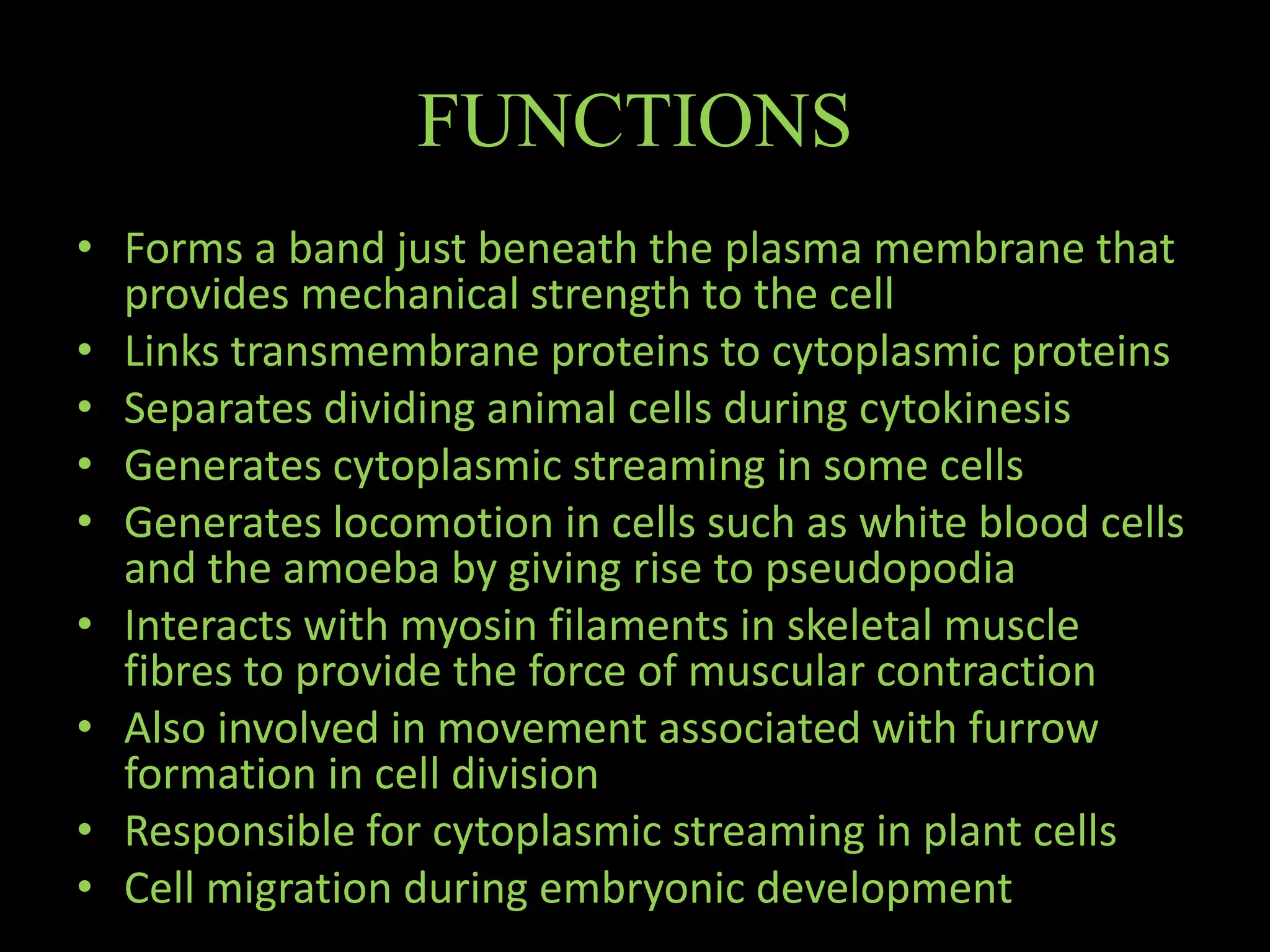 The Cytoskeleton- An overview | PPTX