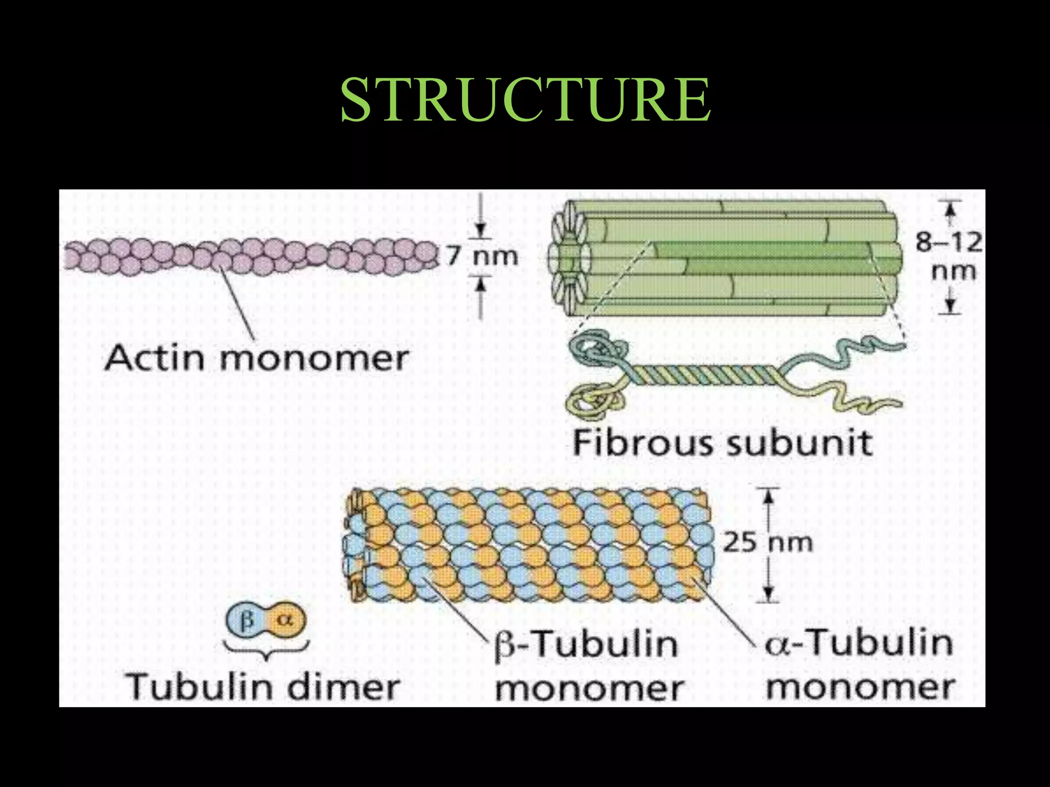 The Cytoskeleton- An overview | PPTX