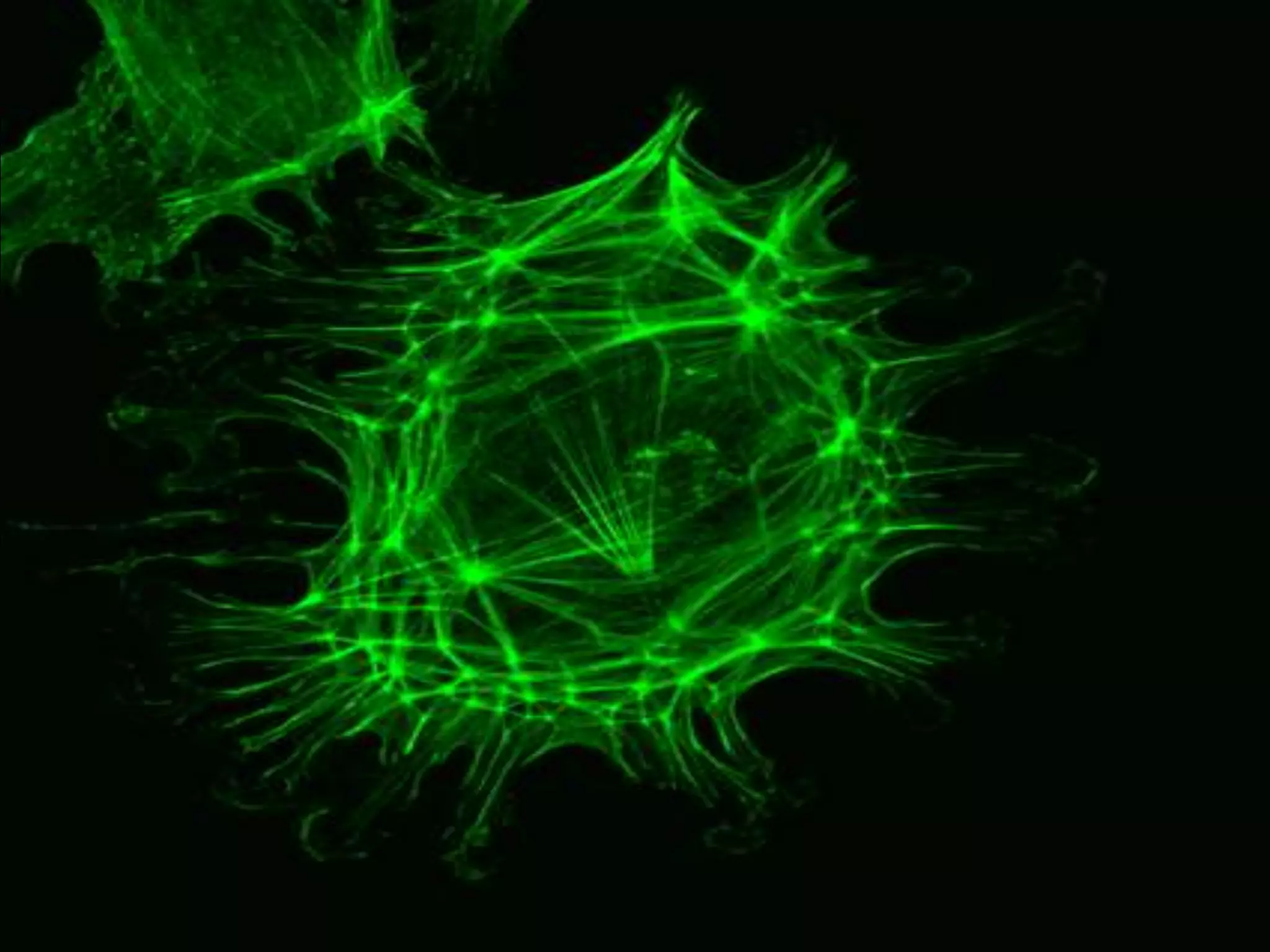 The Cytoskeleton- An overview | PPTX