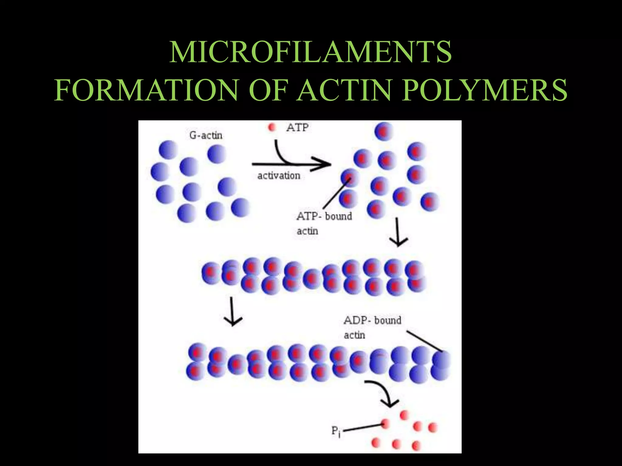 The Cytoskeleton- An overview | PPTX