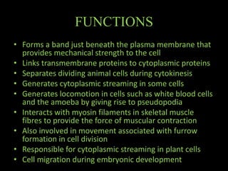 The Cytoskeleton- An overview | PPTX