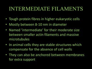 The Cytoskeleton- An overview | PPTX