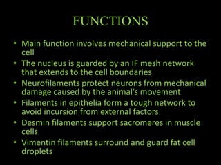 The Cytoskeleton- An overview | PPTX