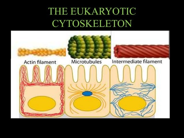The Cytoskeleton- An overview | PPTX | Biological Sciences | Science