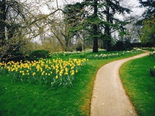The Daffodil Principle | PPS