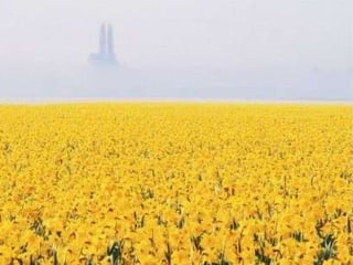 The Daffodil Principle | PPS