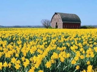 The Daffodil Principle | PPS