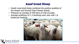 The dairy industry in israel achievements and challenges | PPTX