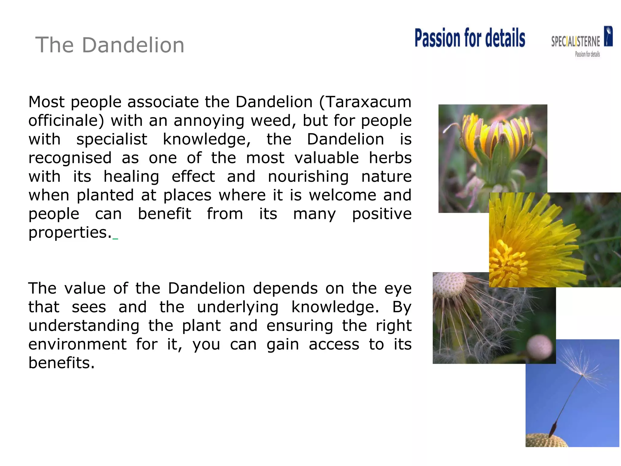 The dandelion model | PPT
