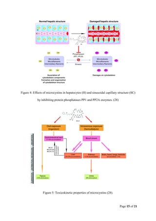 The danger of microcystin cyanotoxins to human health in consuming ...