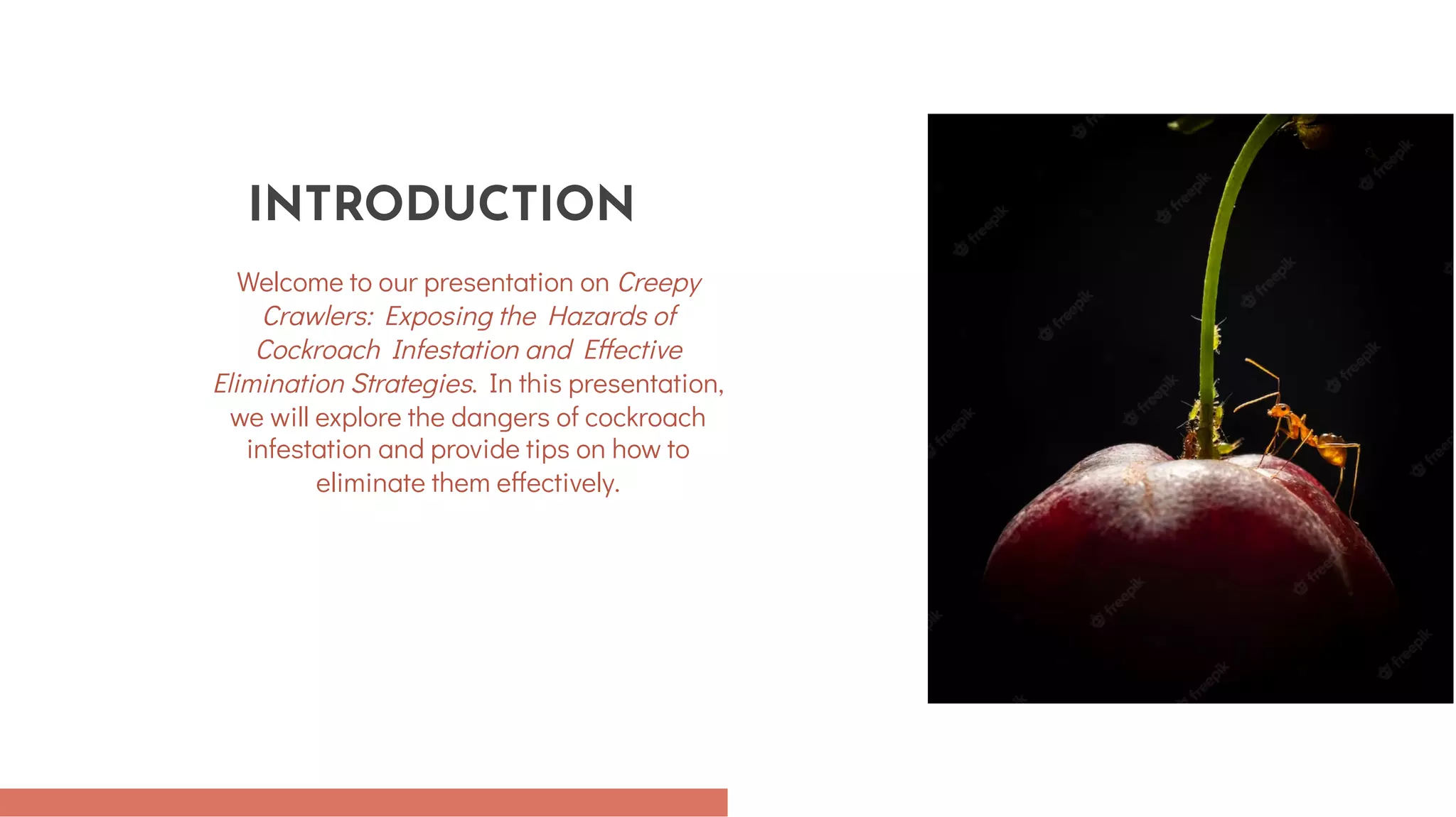 The Dangers of Cockroach Infestation and How to Eliminate Them.pdf ...