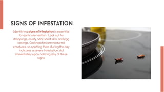 The Dangers of Cockroach Infestation and How to Eliminate Them.pdf ...