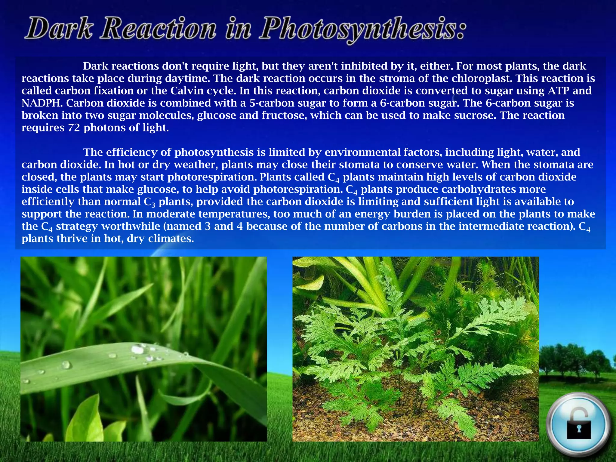 The dark reaction of photosynthesis in plants | PPTX