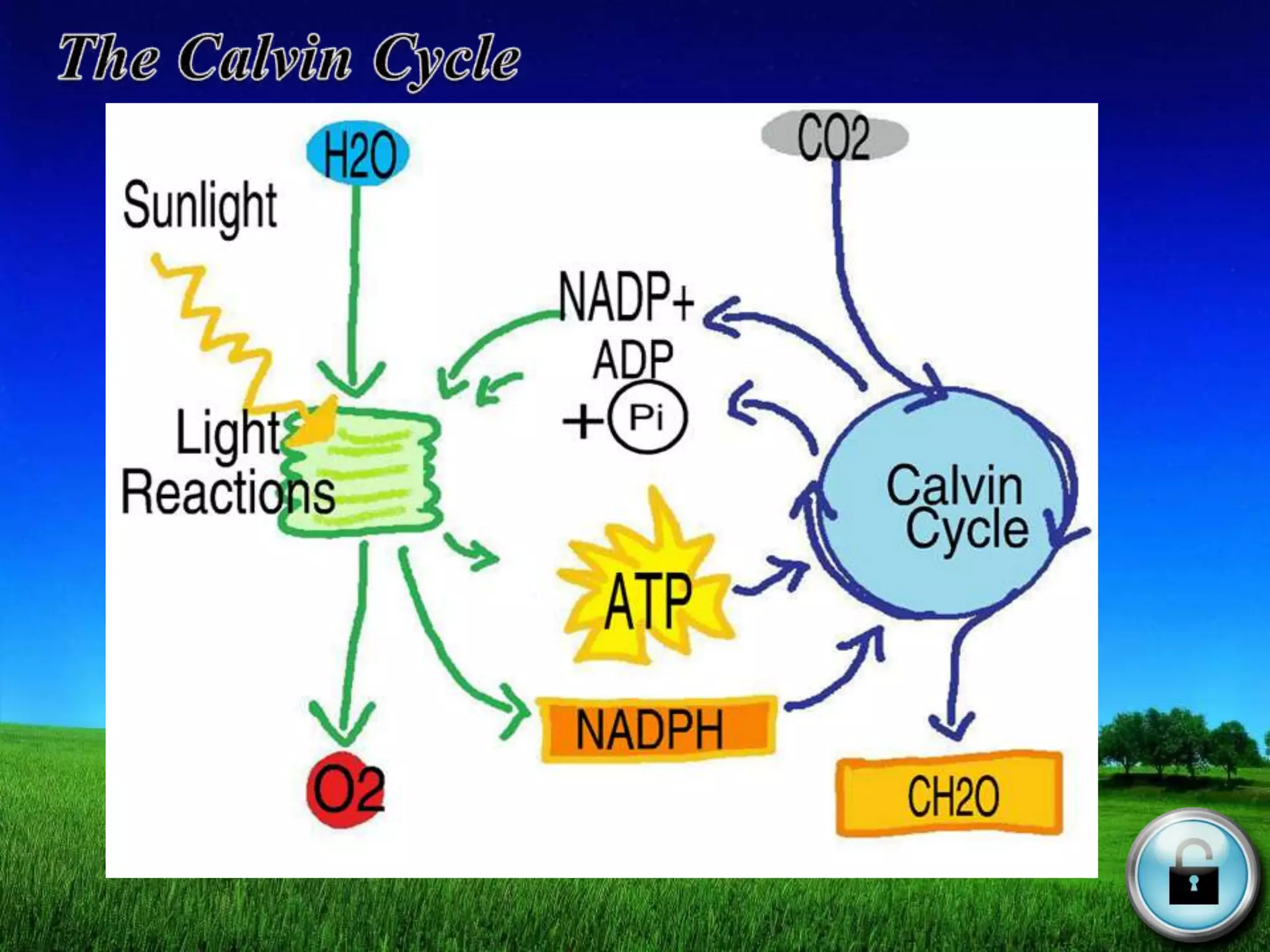 The dark reaction of photosynthesis in plants | PPTX