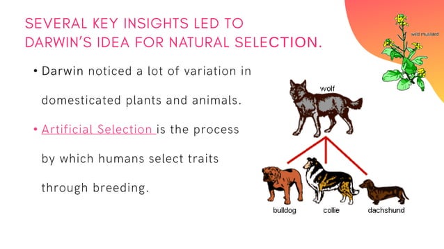 The Darwinian Revolution | PPTX