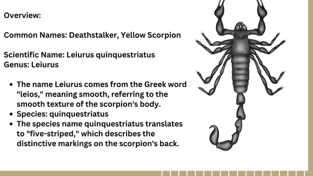 The Deathstalker Scorpion Subtitle Understanding One of the Most ...