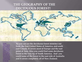 The Deciduous Forest | PPTX | Gardening | Home & Garden