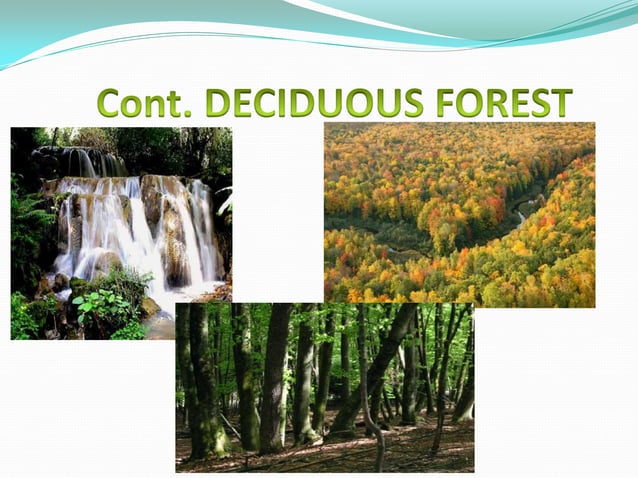 The deciduous forest project