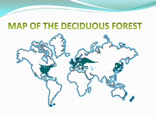 The deciduous forest project