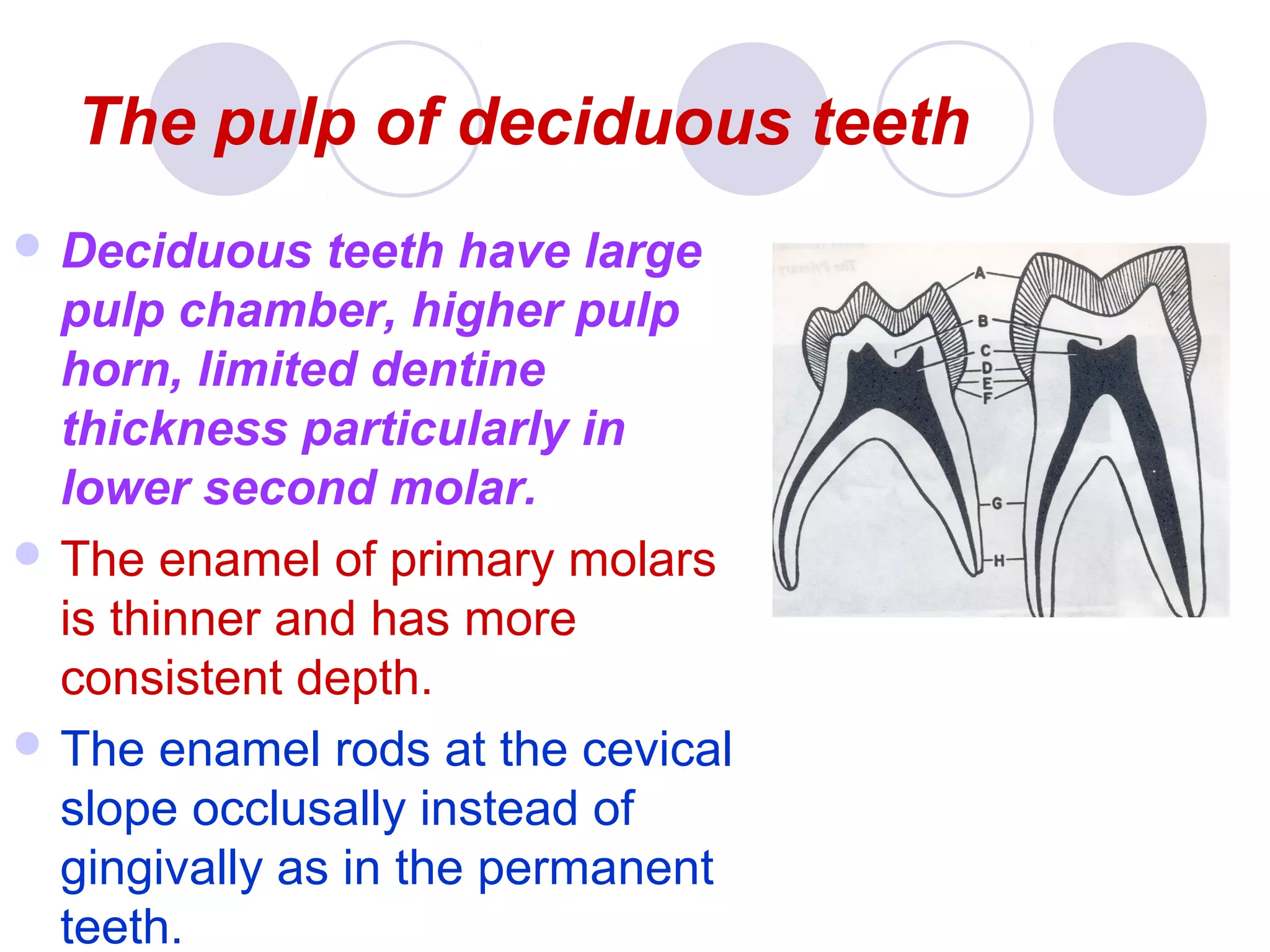 07. The Deciduous Teeth - Dentition | PPT