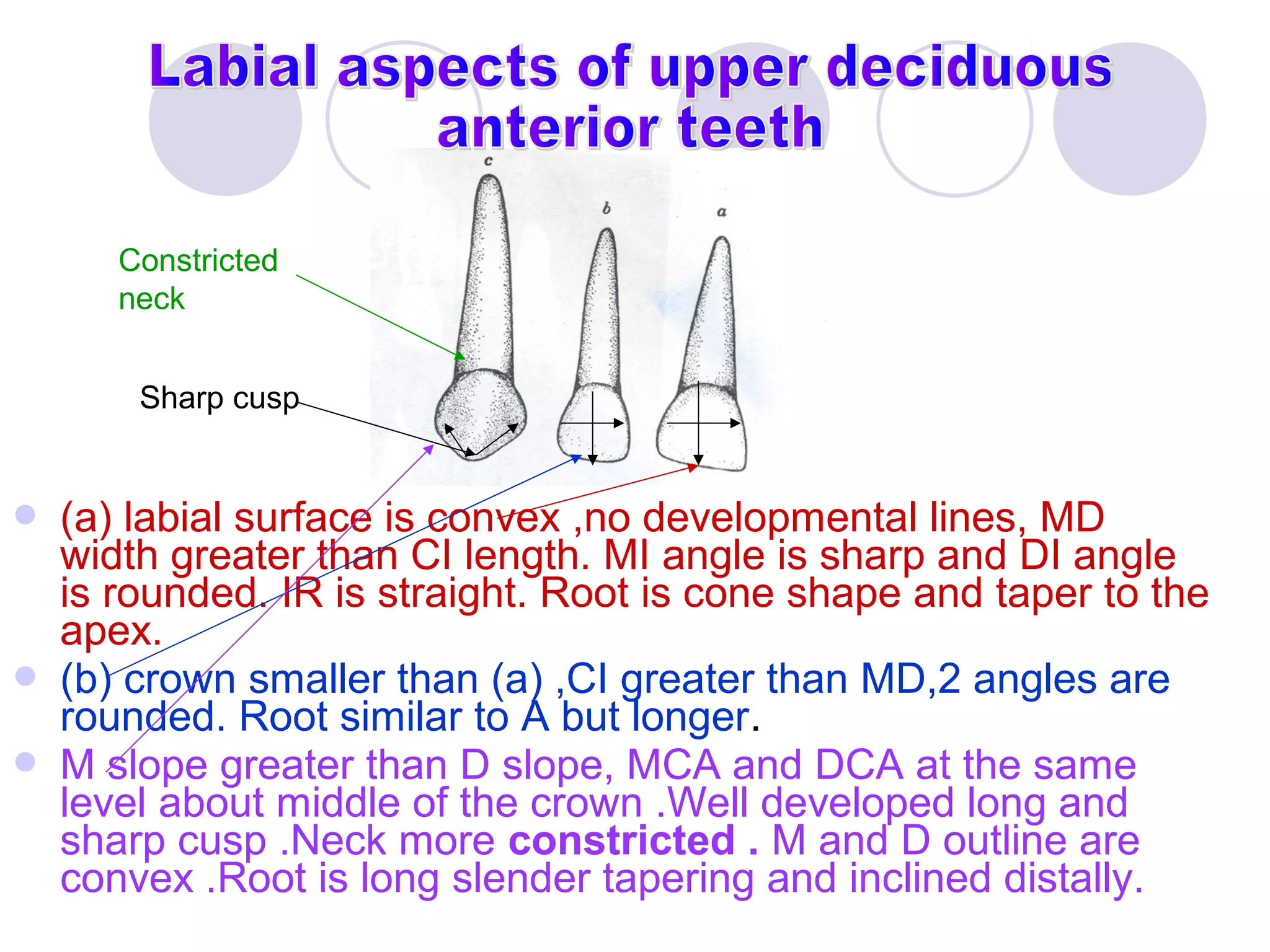 07. The Deciduous Teeth - Dentition | PPT