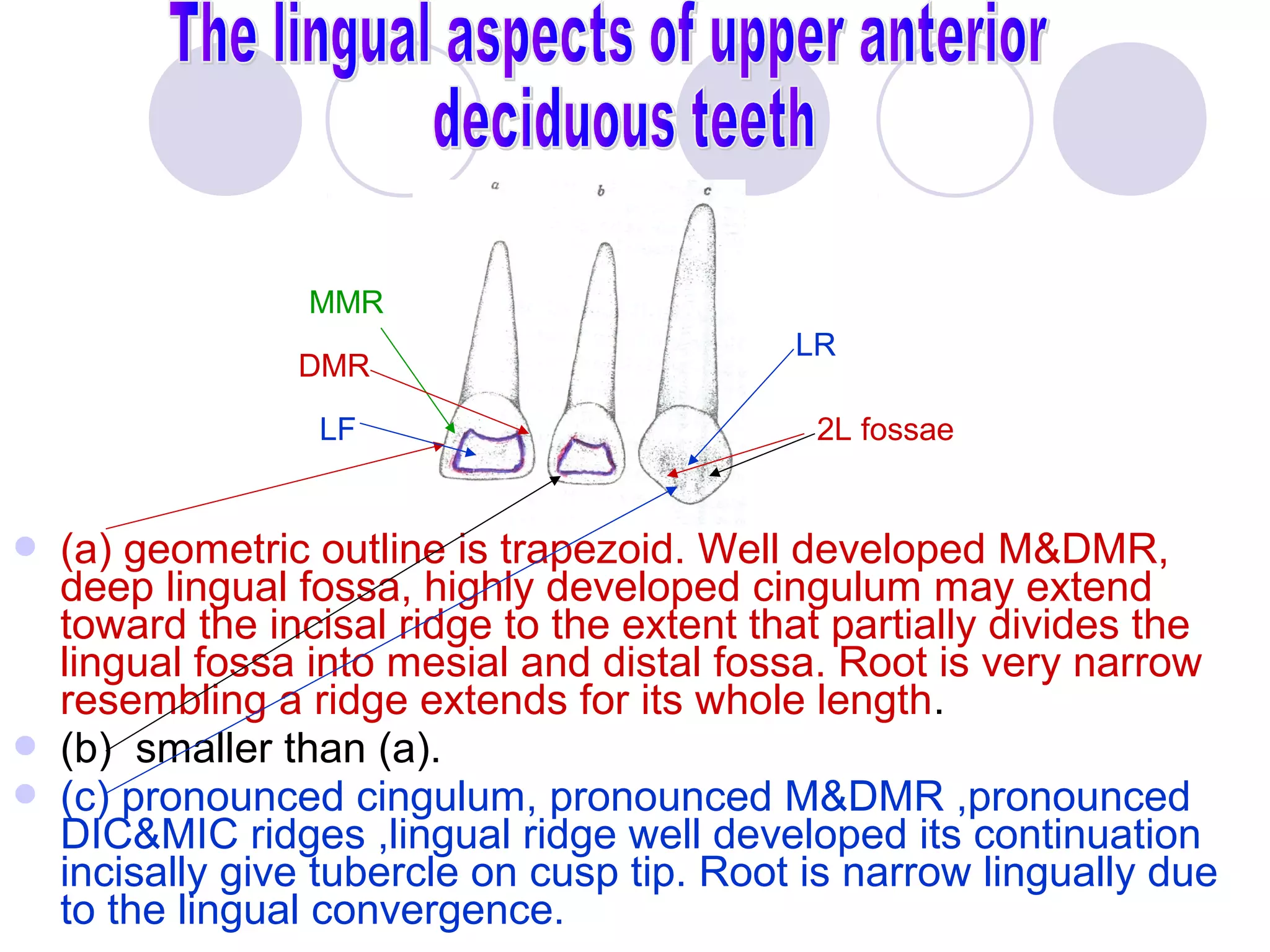 07. The Deciduous Teeth - Dentition | PPT