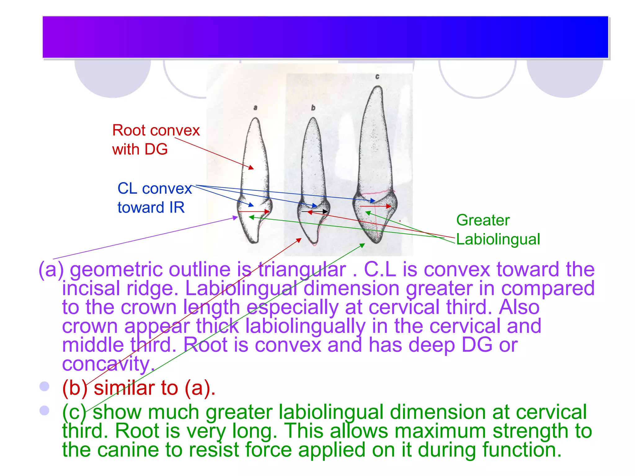 07. The Deciduous Teeth - Dentition | PPT