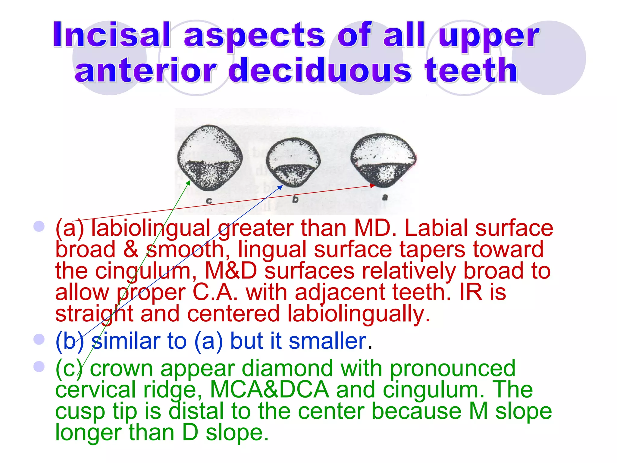 07. The Deciduous Teeth - Dentition | PPT