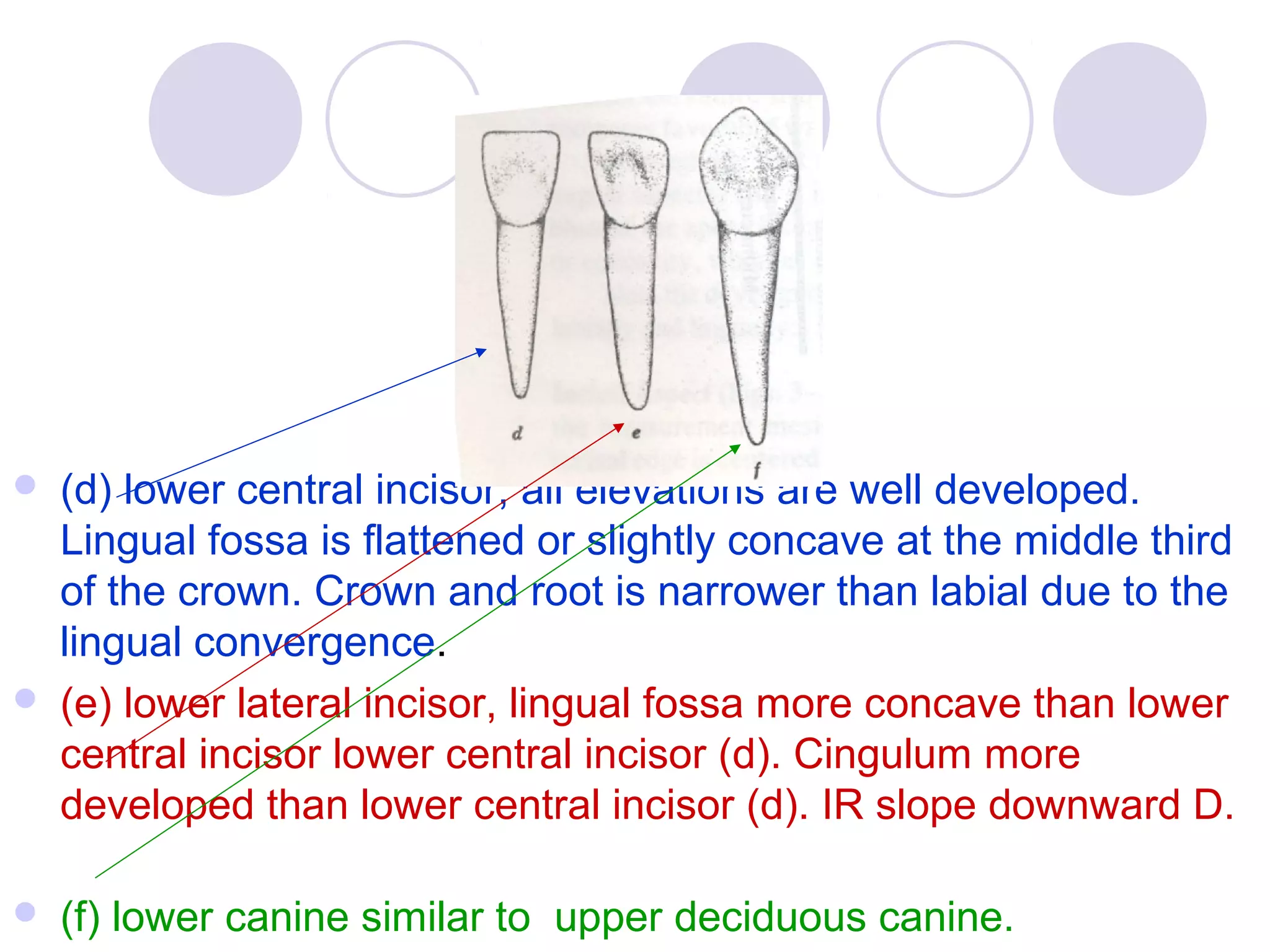 07. The Deciduous Teeth - Dentition | PPT
