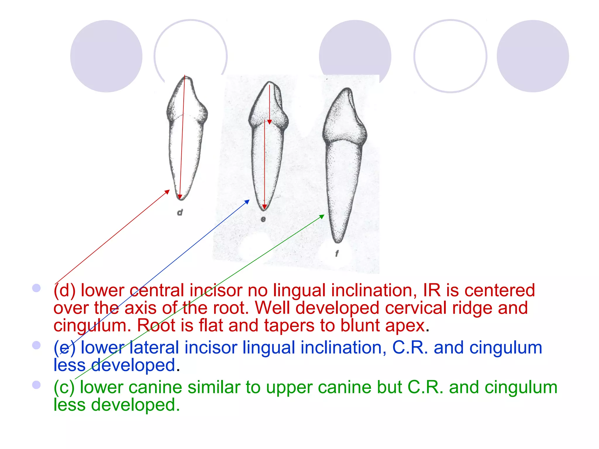 07. The Deciduous Teeth - Dentition | PPT