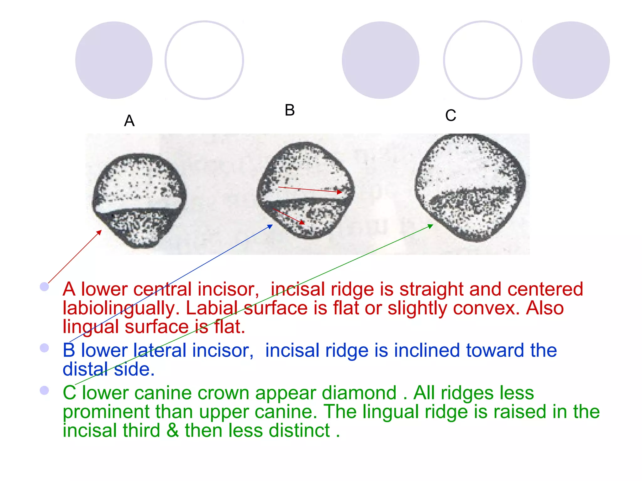 07. The Deciduous Teeth - Dentition | PPT