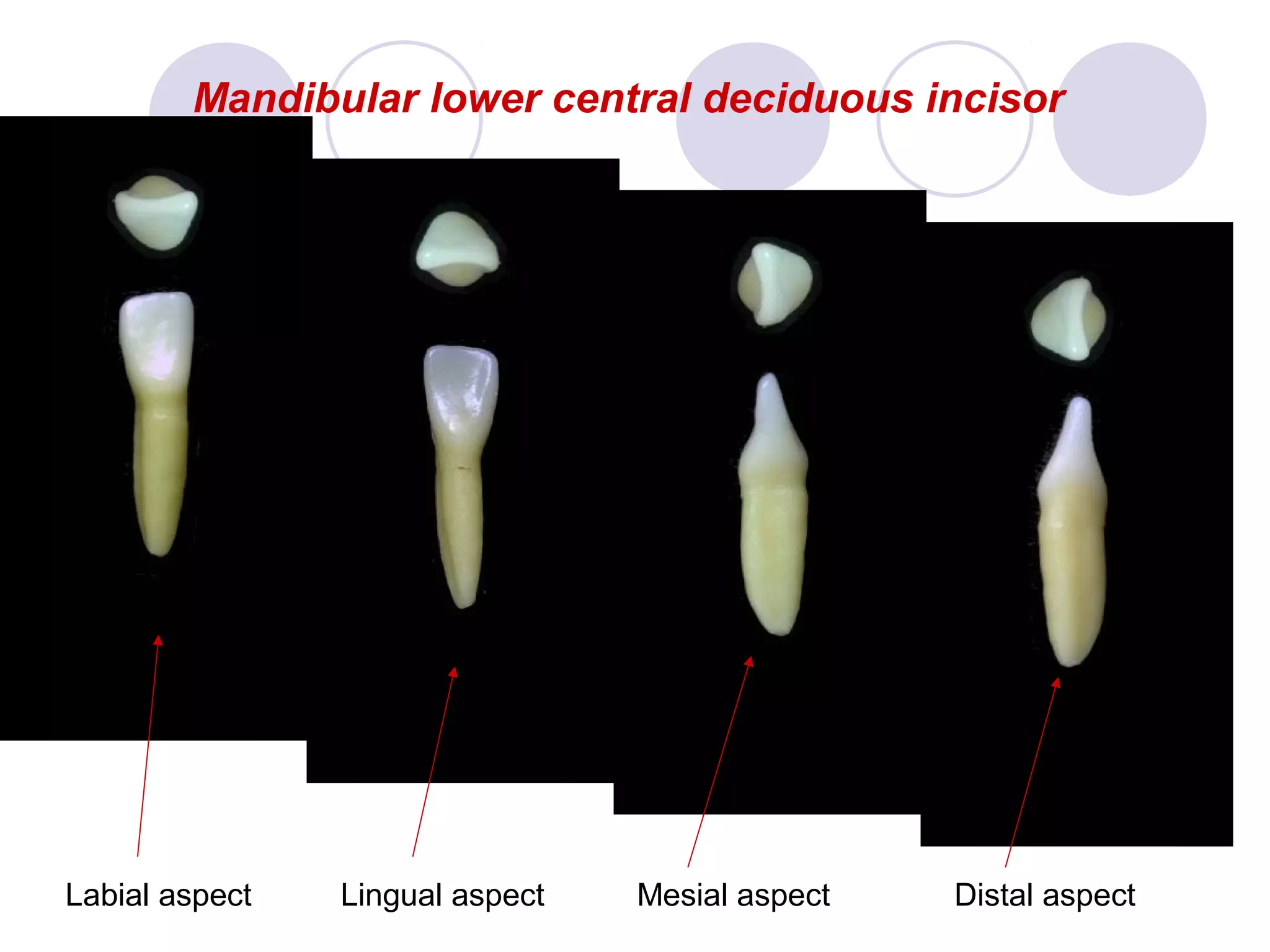 07. The Deciduous Teeth - Dentition | PPT
