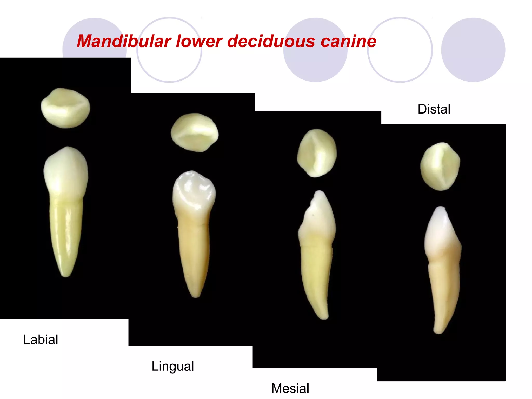 07. The Deciduous Teeth - Dentition | PPT