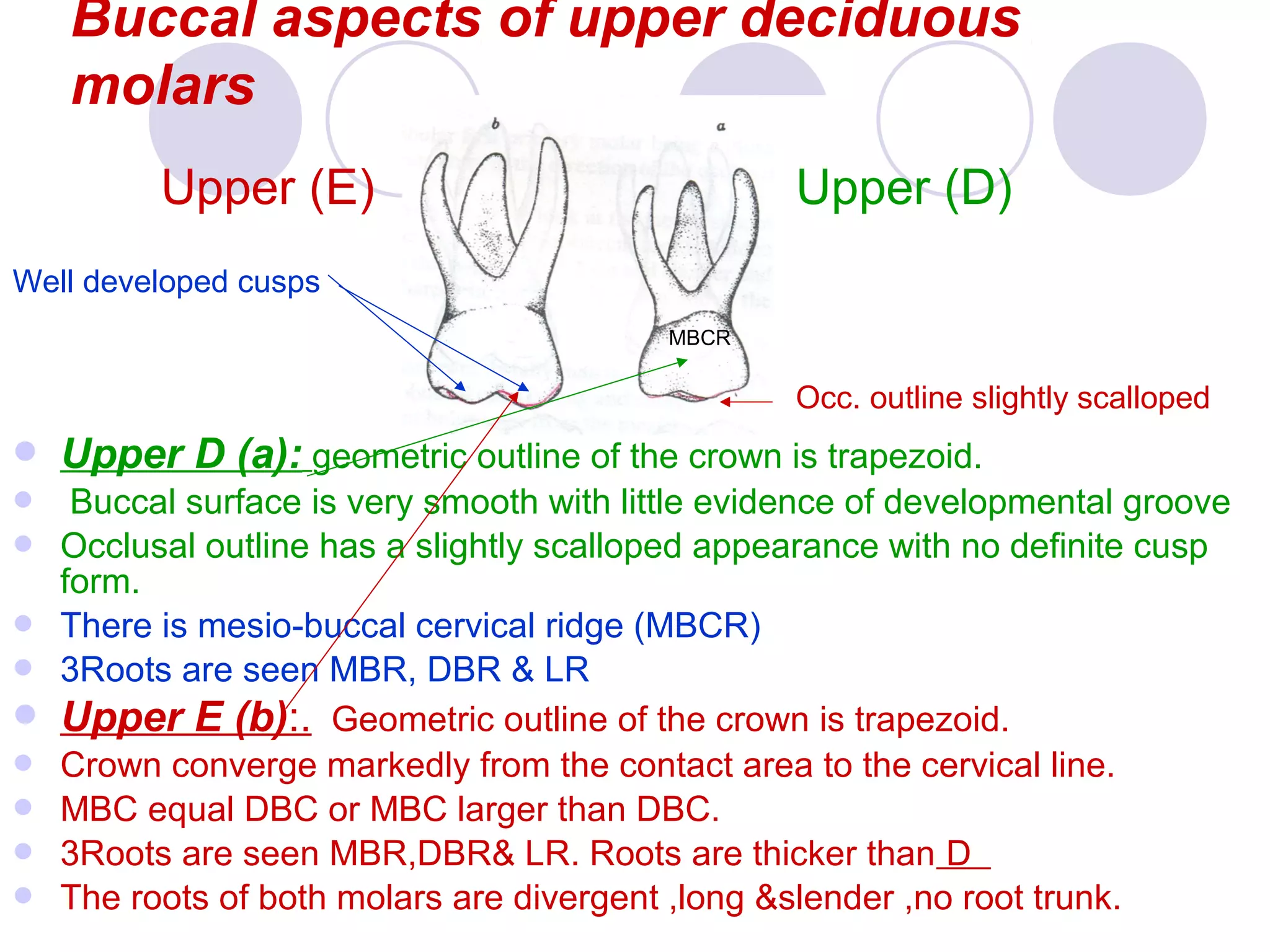 07. The Deciduous Teeth - Dentition | PPT