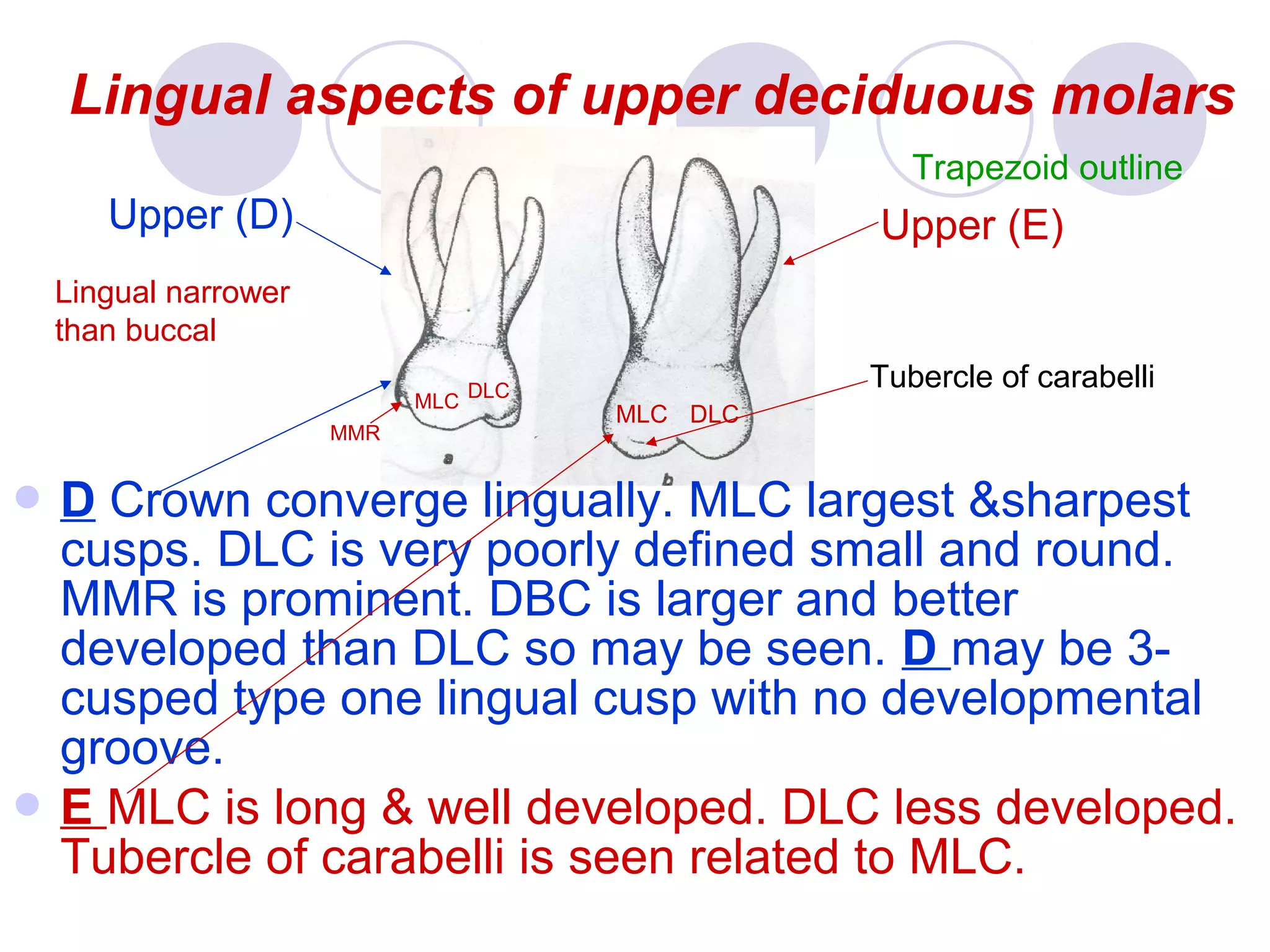 07. The Deciduous Teeth - Dentition | PPT