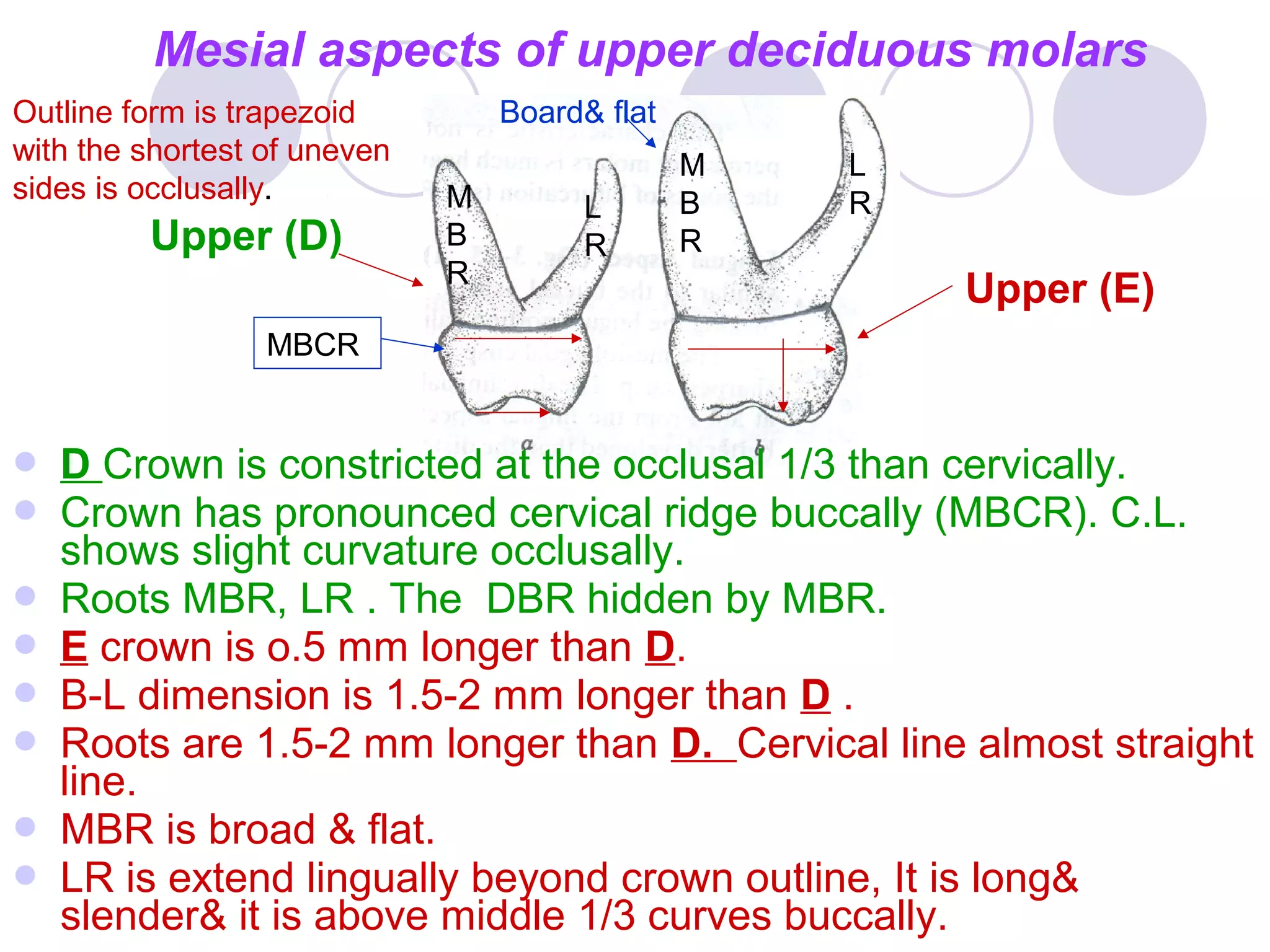 07. The Deciduous Teeth - Dentition | PPT