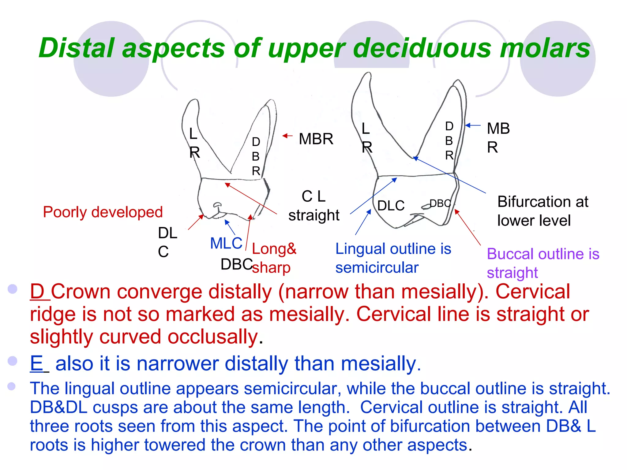 07. The Deciduous Teeth - Dentition | PPT