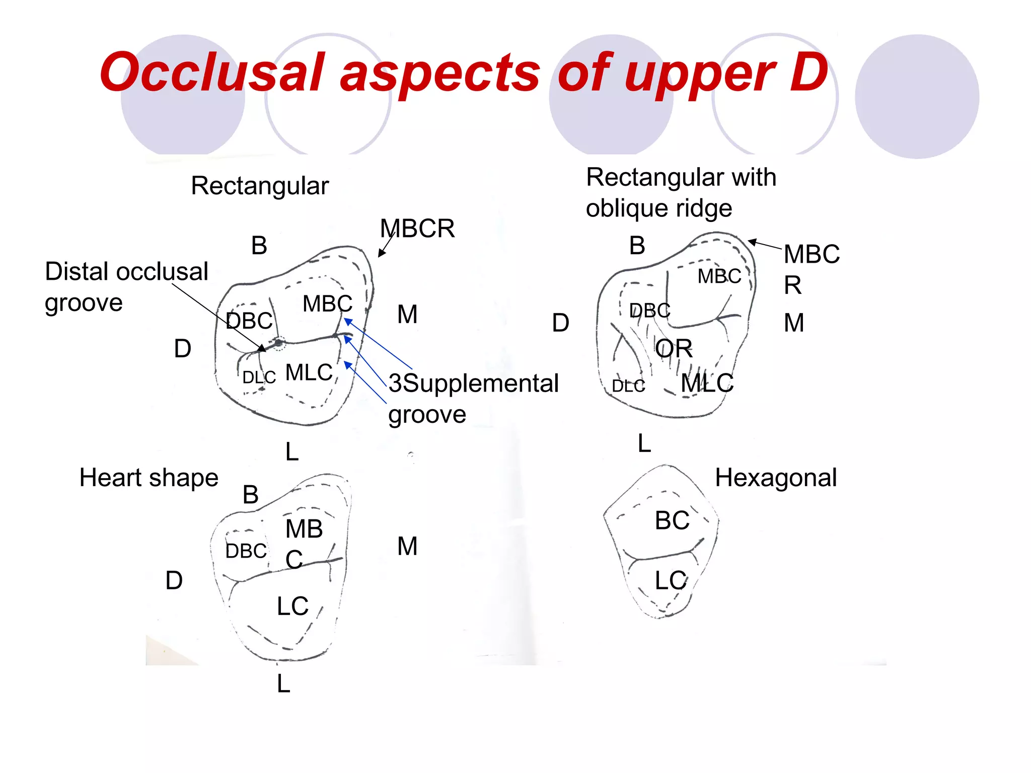 07. The Deciduous Teeth - Dentition | PPT
