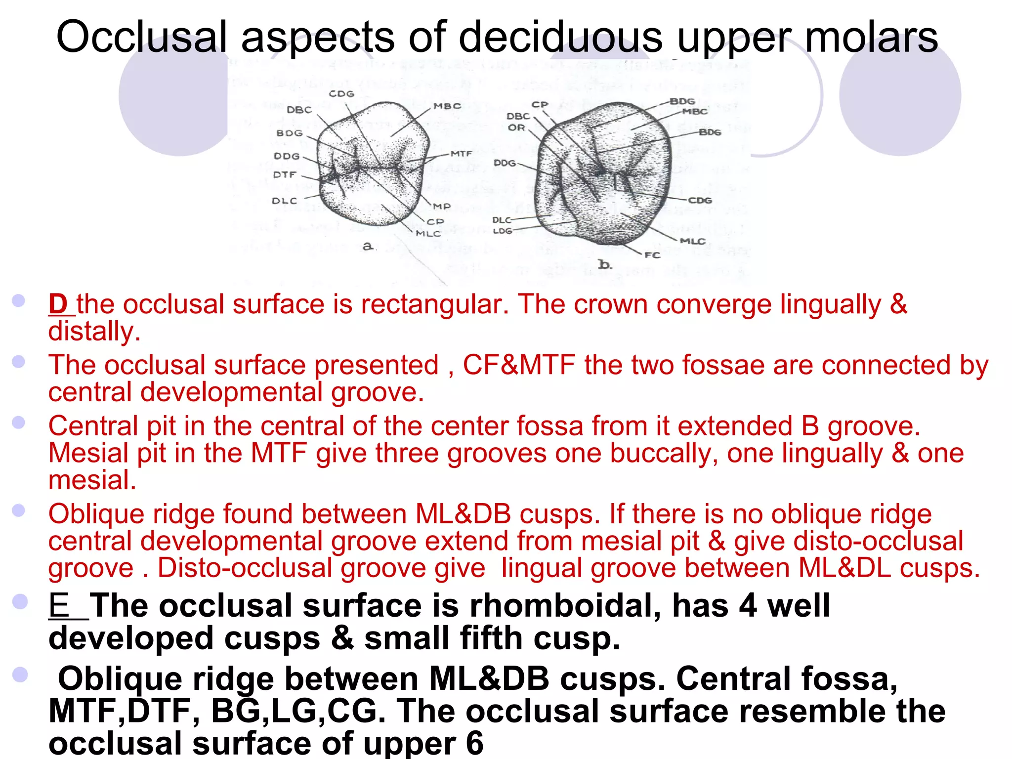 07. The Deciduous Teeth - Dentition | PPT