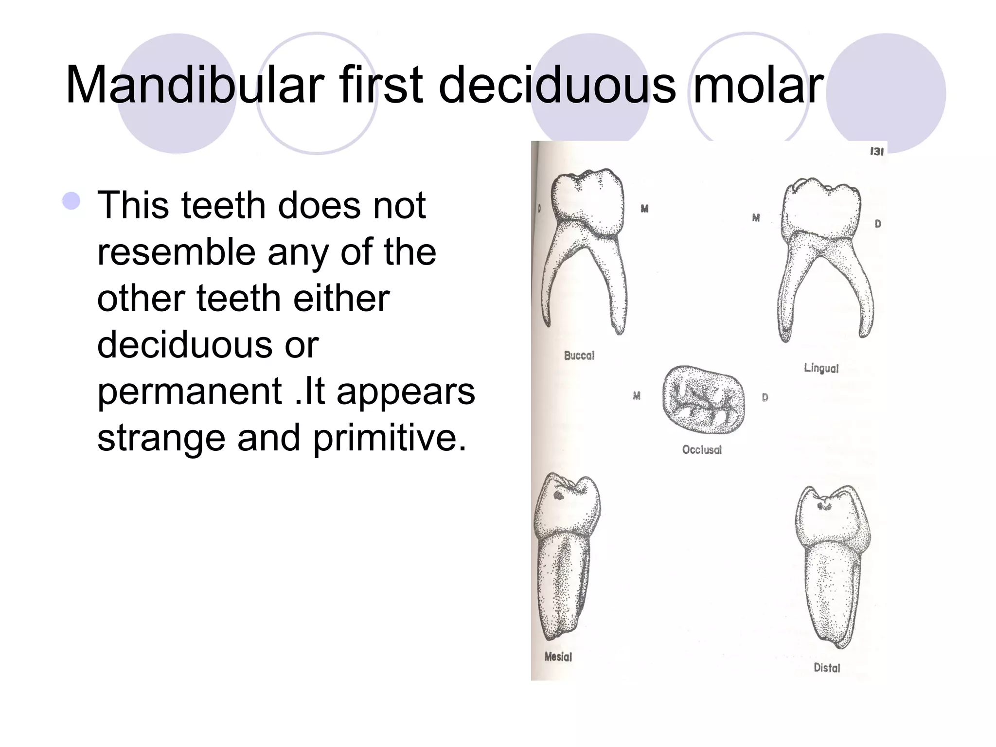 07. The Deciduous Teeth - Dentition | PPT