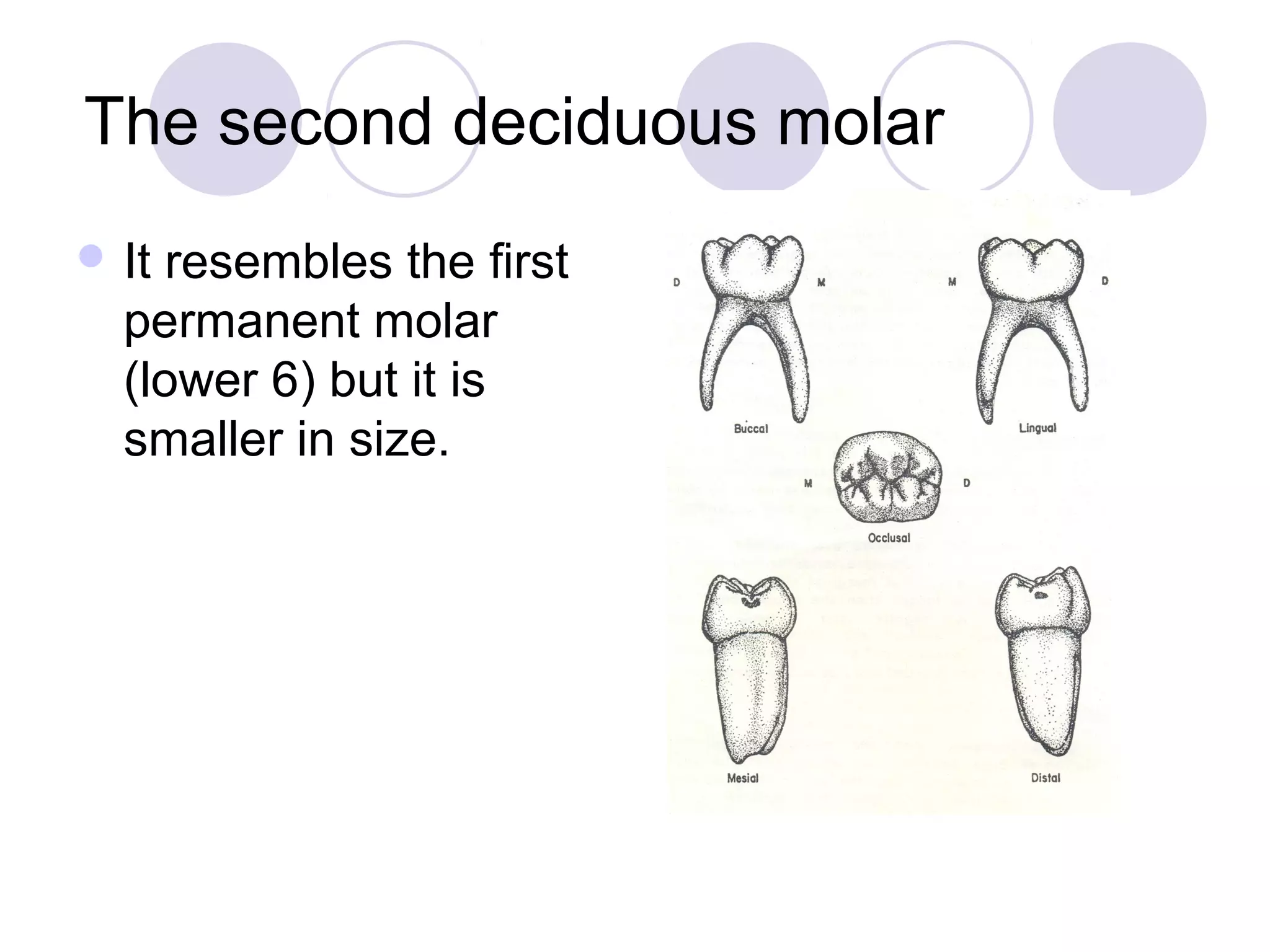 07. The Deciduous Teeth - Dentition | PPT