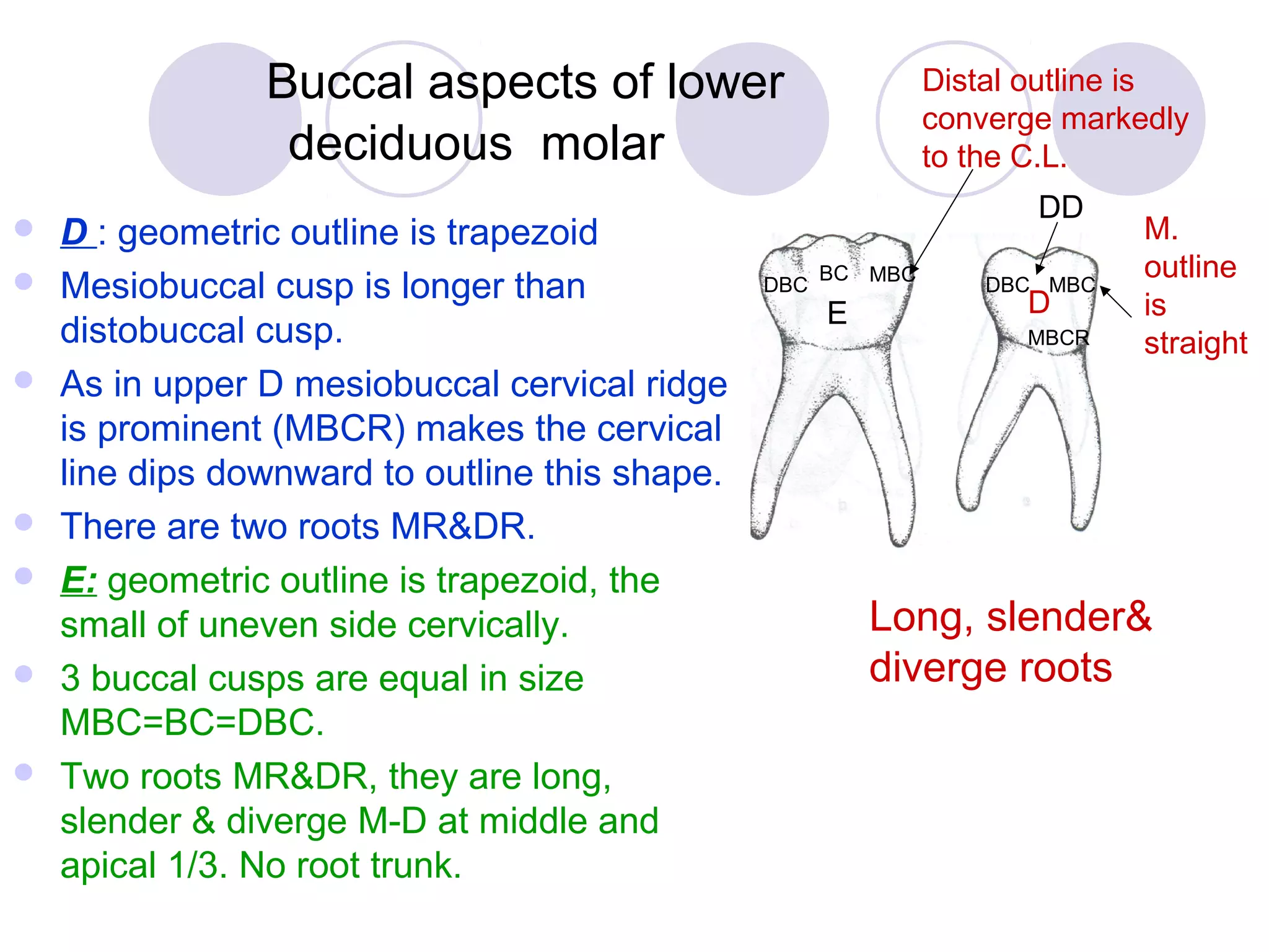 07. The Deciduous Teeth - Dentition | PPT