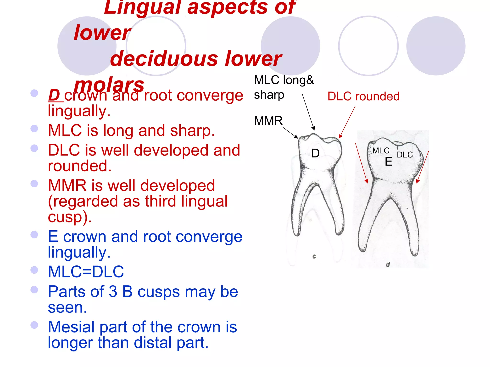07. The Deciduous Teeth - Dentition | PPT
