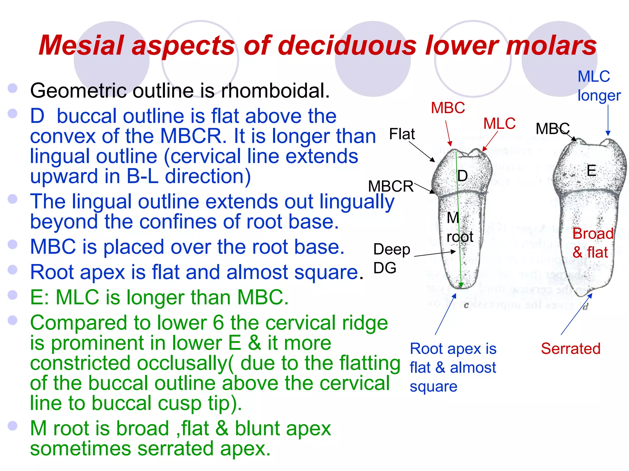 07. The Deciduous Teeth - Dentition | PPT